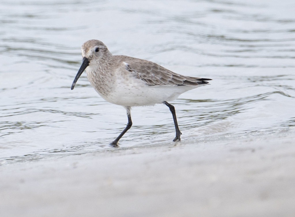 Dunlin from City of Marco, Marco Island, FL, USA on January 24, 2024 at ...