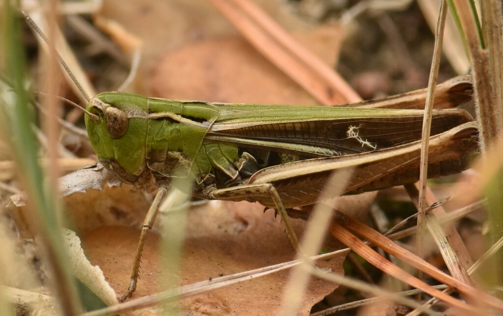 Stripe-winged Grasshopper from Jastrowie, Polska on August 28, 2021 at ...