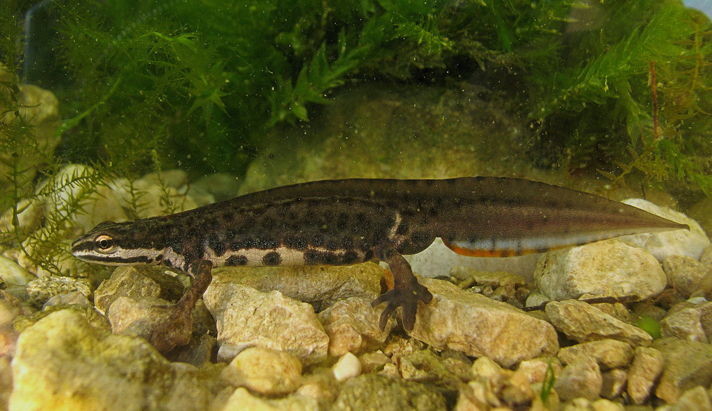 Southern Smooth Newt in April 2008 by mauro_fioretto · iNaturalist