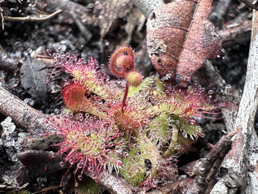 dwarf sundew in January 2024 by robin_cope_jr · iNaturalist