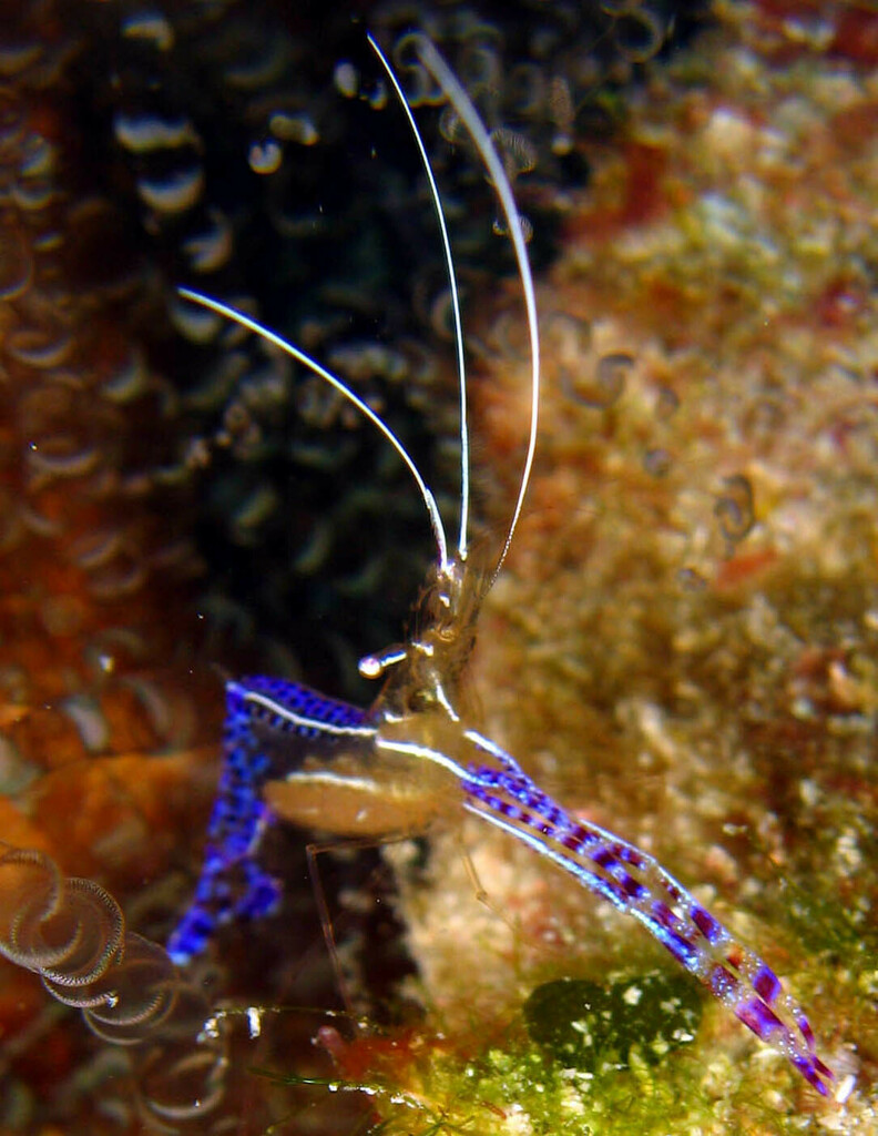 Pederson Cleaner Shrimp from St Croix, USVI on March 11, 2007 at 09:49 ...
