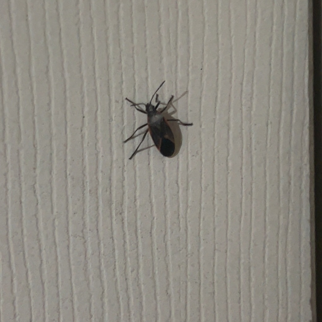Eastern Boxelder Bug from Valois Ave SW, Calgary, AB, CA on November 28 ...