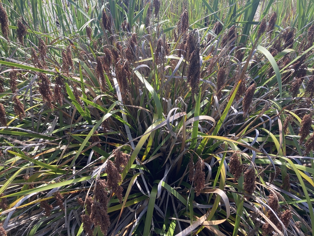 Tuhara from Te Ika-a-Māui/North Island, Paraparaumu, Wellington, NZ on ...