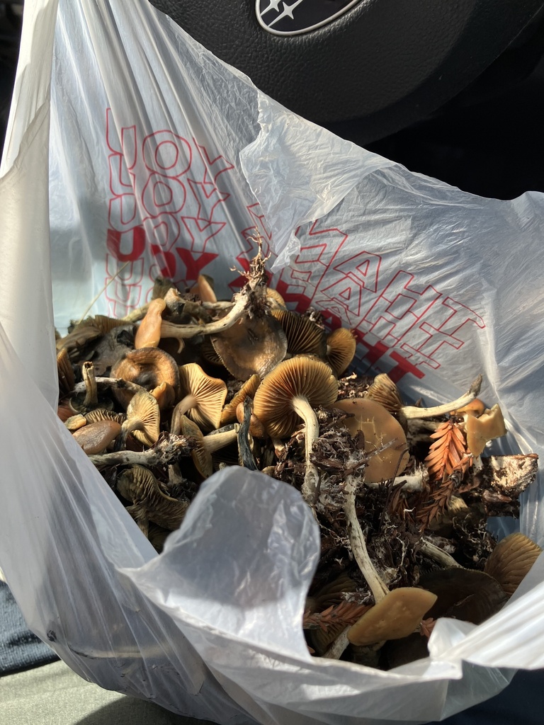 Wavy Cap in January 2024 by Bennett Pereira · iNaturalist