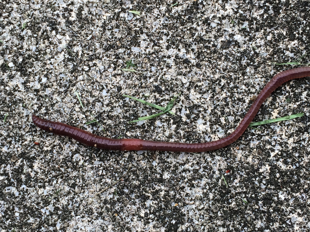 Redhead Worm from 1317 Walnut Dr, Morristown, TN, US on March 27, 2016 ...