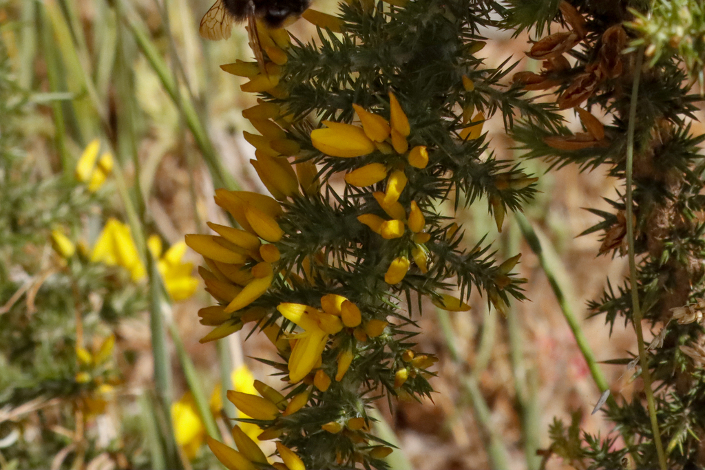 Dwarf Gorse from Pico do Arieiro, 9030, Portugal on July 7, 2023 at 04: ...