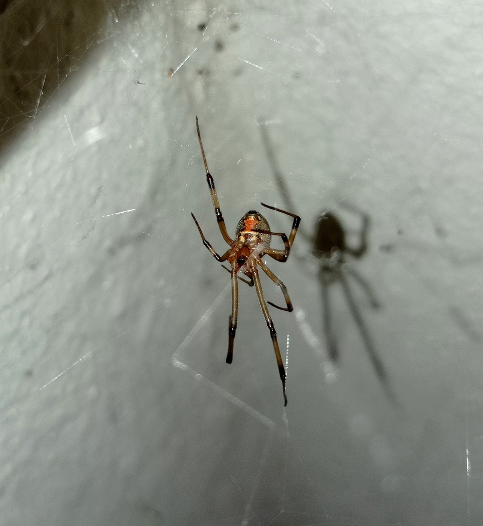 Brown Widow from 82124 Sin., México on January 10, 2024 at 08:27 PM by ...