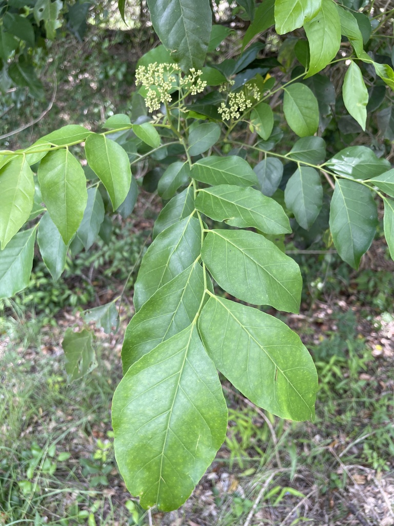 limeberry from Targinnie, QLD, AU on January 24, 2024 at 09:56 AM by ...