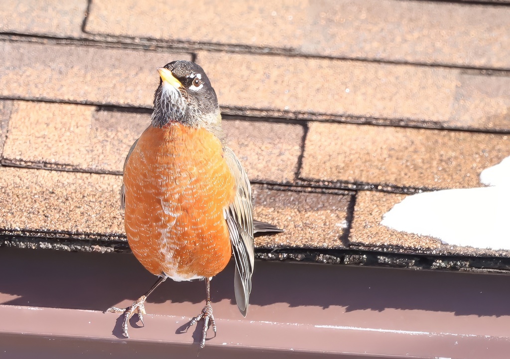 American Robin from St. Catharines, ON, Canada on January 21, 2024 at ...
