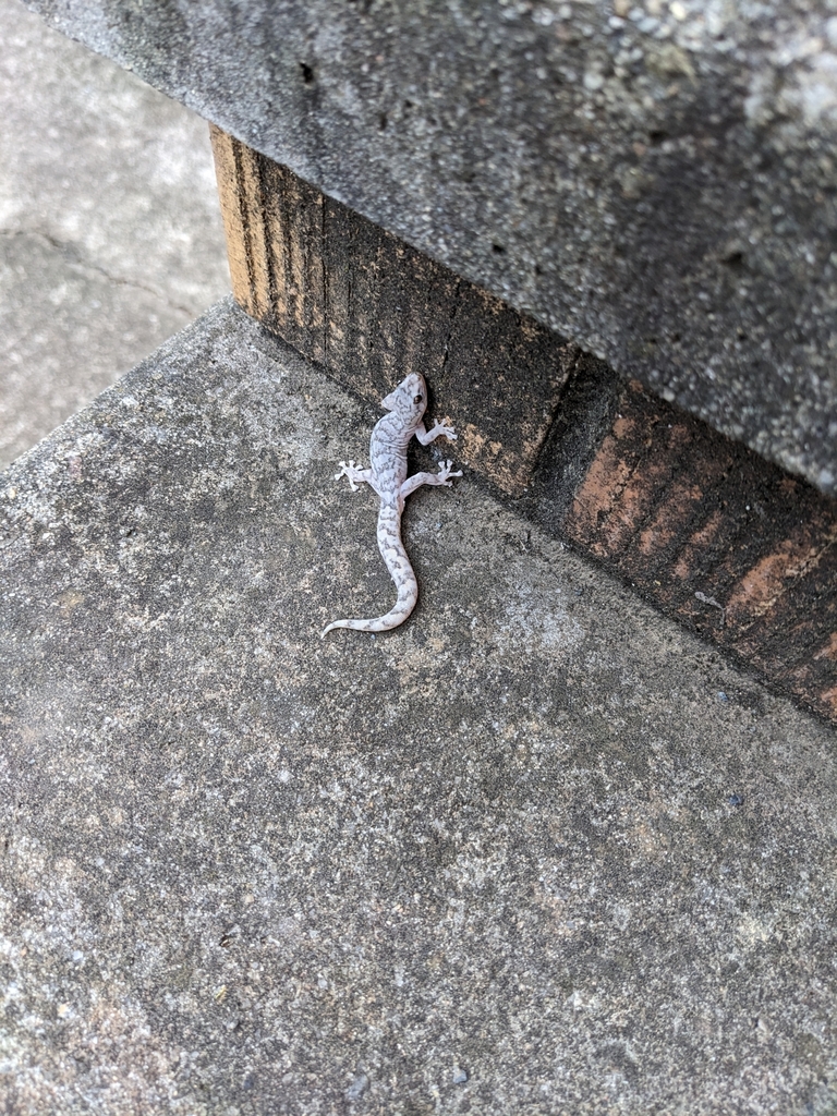 Southern Marbled Gecko from Queanbeyan East NSW 2620, Australia on ...