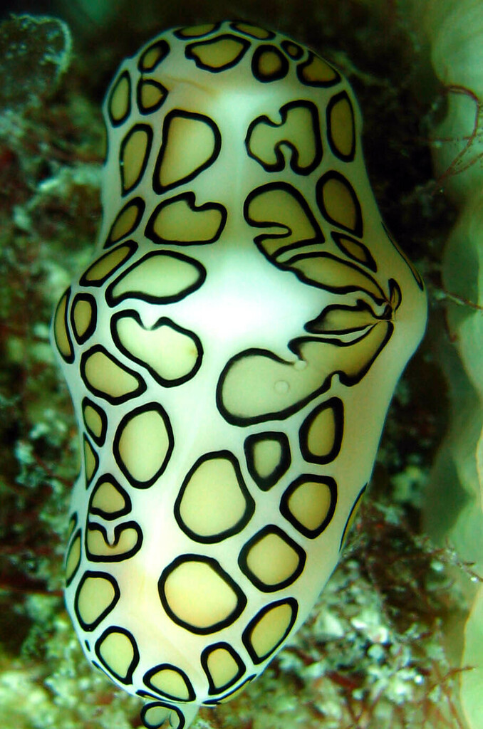 Flamingo Tongue Snail from East End, St Croix 00820, USVI on November ...