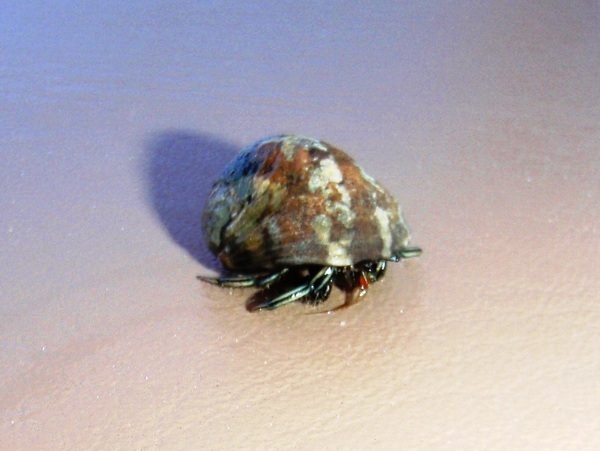 Clibanarius signatus from Хургада, Hurghada, Аль-Бахр-аль-Ахмар, Египет ...