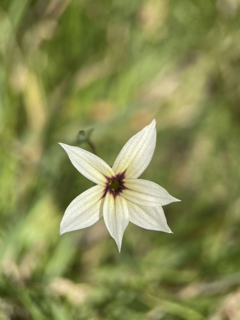 Blue Pigroot from Wilsons Promontory National Park, Wilsons Promontory ...