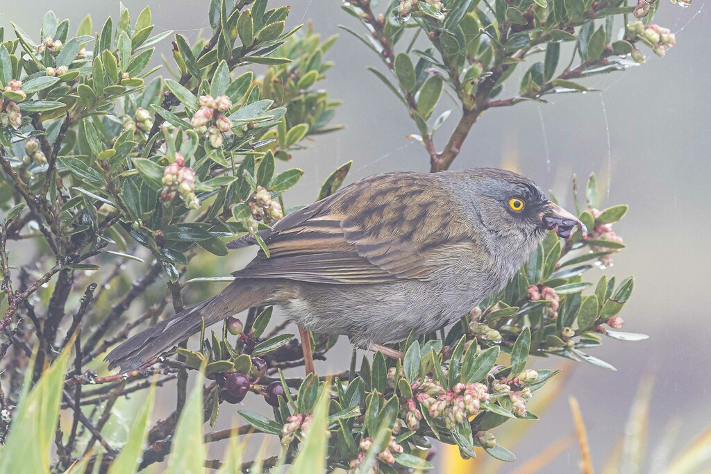 Volcano Junco from San José Province, Pérez Zeledón, Costa Rica on ...