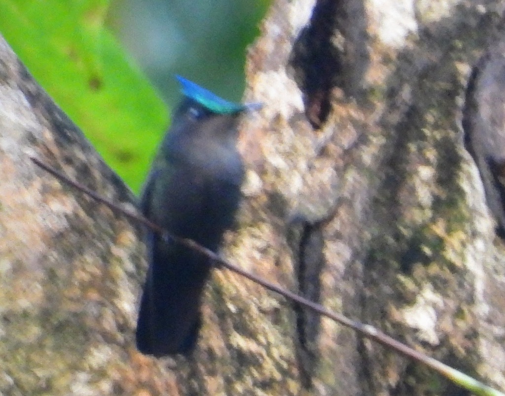 Antillean Crested Hummingbird from Soufriere, St Lucia on January 22 ...