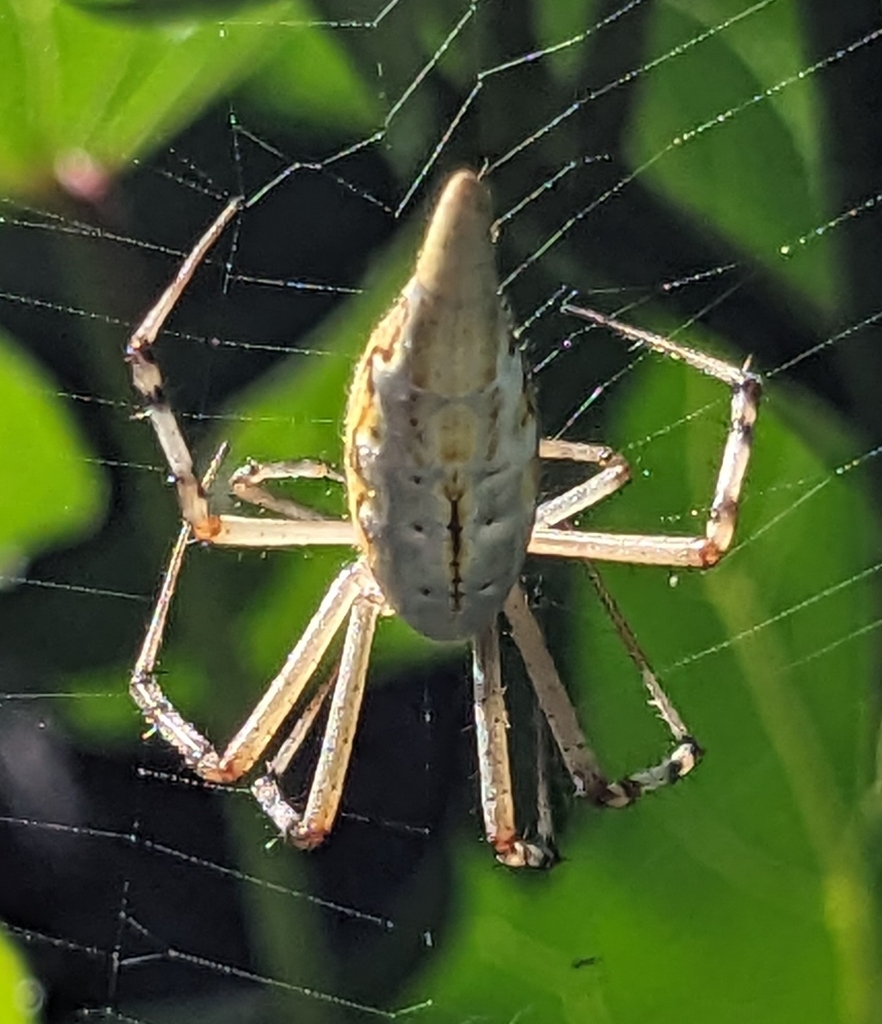 Tailed Forest Spider from Forest Hill QLD 4342, Australia on January 24 ...