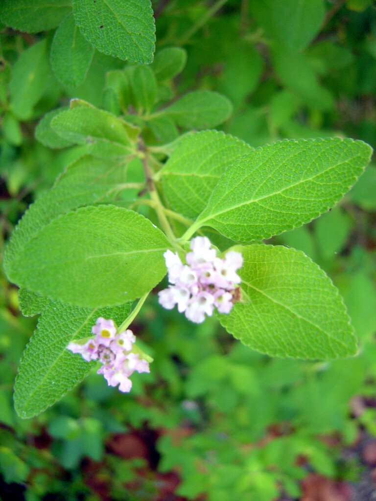 Button Sage from East End, St Croix 00820, USVI on May 26, 2005 at 08: ...