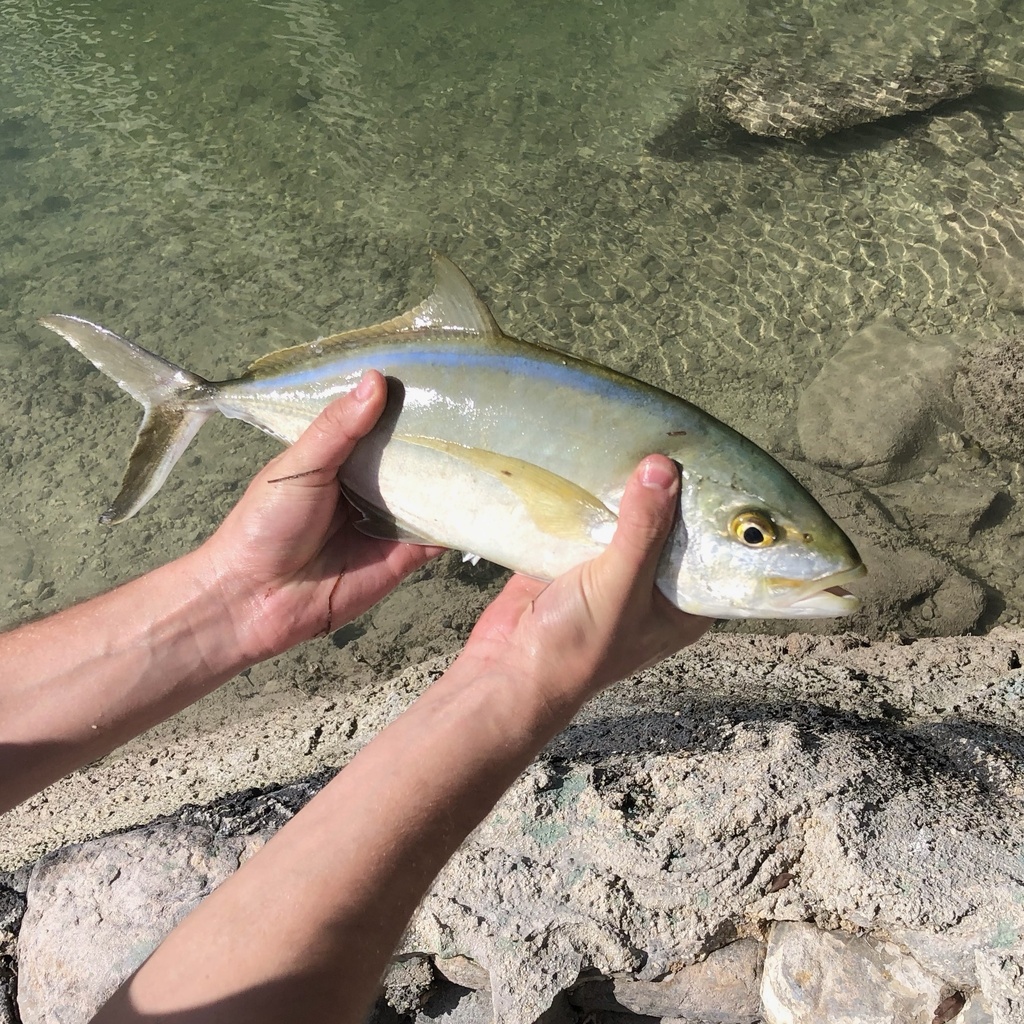 Bar Jack from Straits of Florida, Summerland Key, FL, US on January 2, 2023 at 11:52 AM by ...