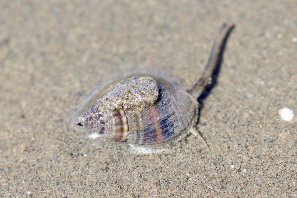 Nassarius graphiterus from Moreton Bay, Nudgee Beach, QLD, AU on ...