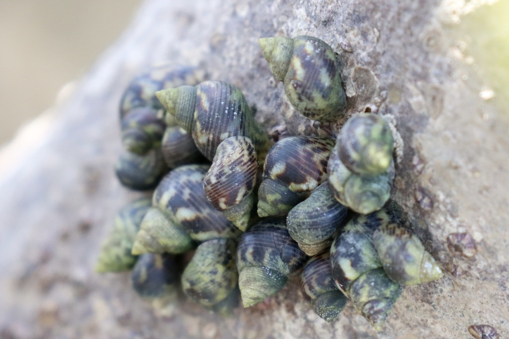 Tropical Periwinkle from Moreton Bay, Nudgee Beach, QLD, AU on January ...