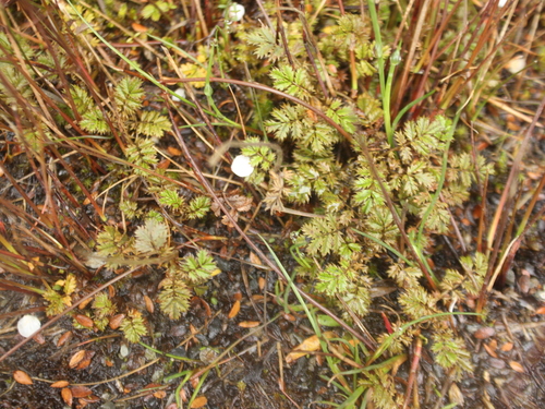 Photo 347845714, (c) Joe Dillon, some rights reserved (CC BY), uploaded ...