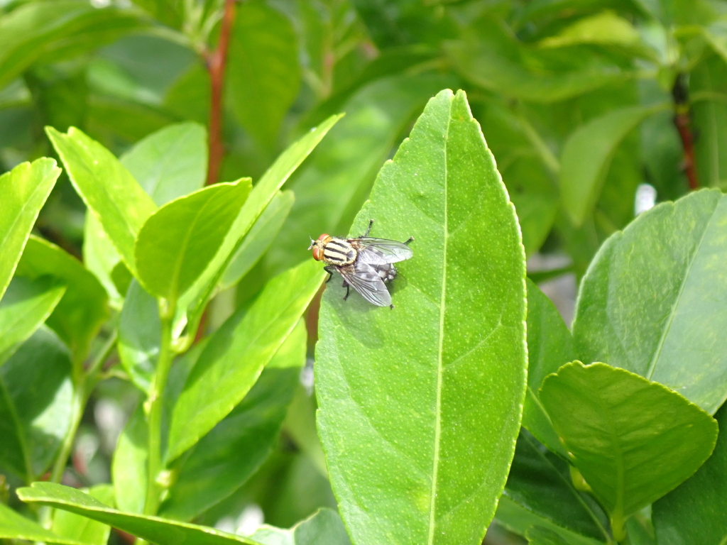 Common Flesh Flies from 4 Ronald Ct, Somerville VIC 3912, Australia on ...