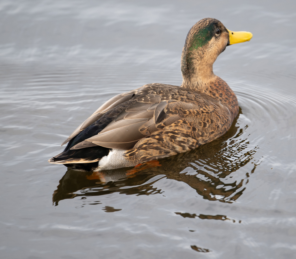Mallard × Mottled Duck from City of Marco, Marco Island, FL, USA on ...