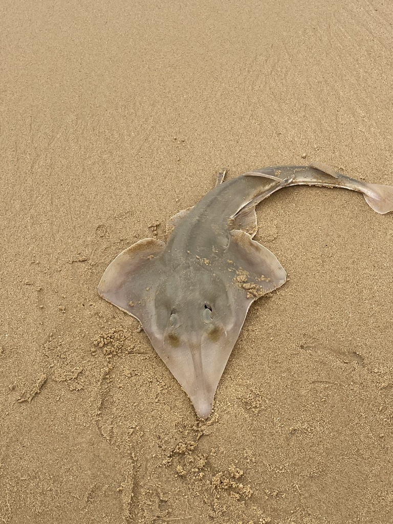 Eastern Shovelnose Ray from Bega Valley, AU-NS, AU on January 14, 2024 ...