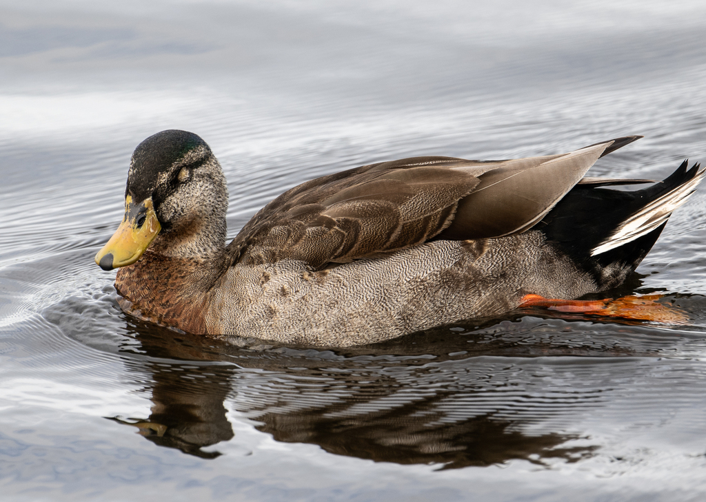 Mallard × Mottled Duck from City of Marco, Marco Island, FL, USA on ...