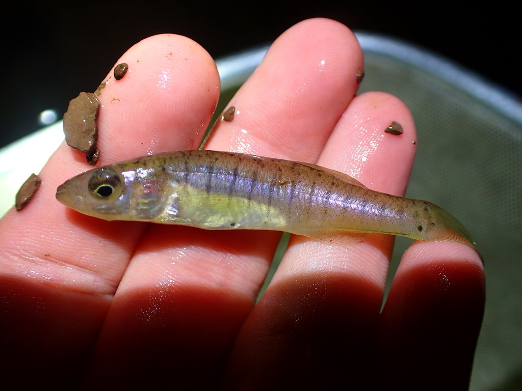 Eastern Banded Killifish from Montgomery, NJ, USA on January 23, 2024 ...