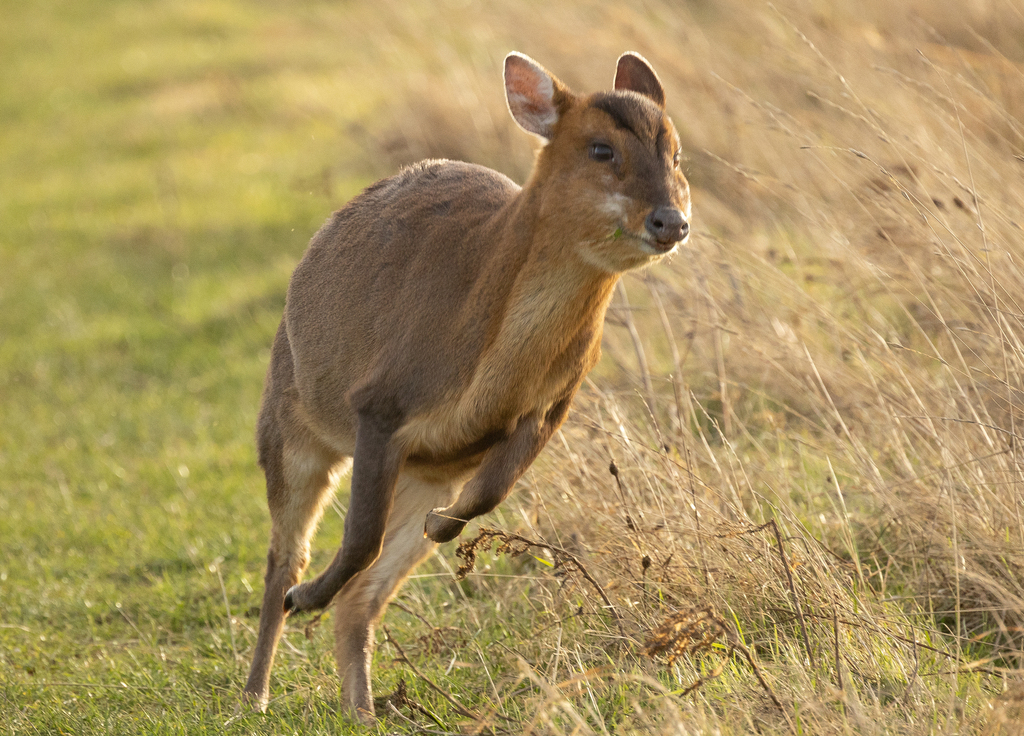 Reeves's Muntjac from Suffolk, UK on January 24, 2024 at 10:08 AM by ...