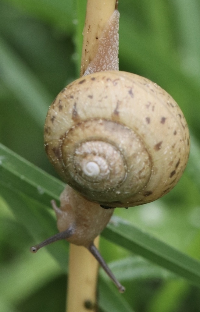 Bush snail from 72 Tübingen, Deutschland on 13 May, 2022 at 11:21 PM by ...