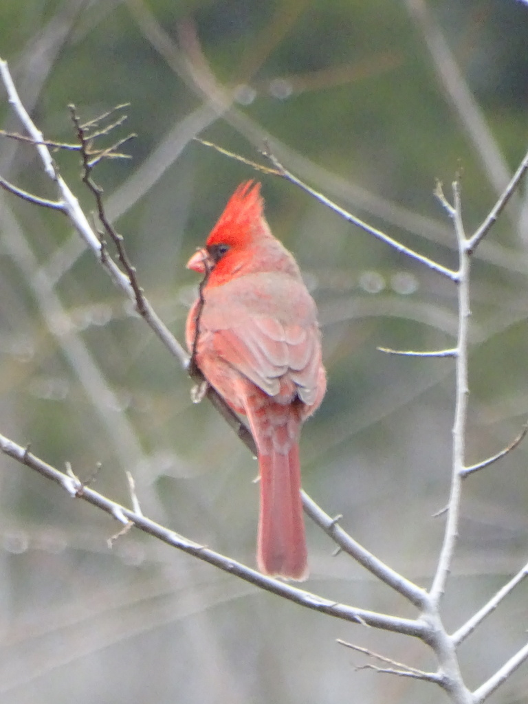 Northern Cardinal from Trinity River Audubon Center, Dallas, TX, US on ...