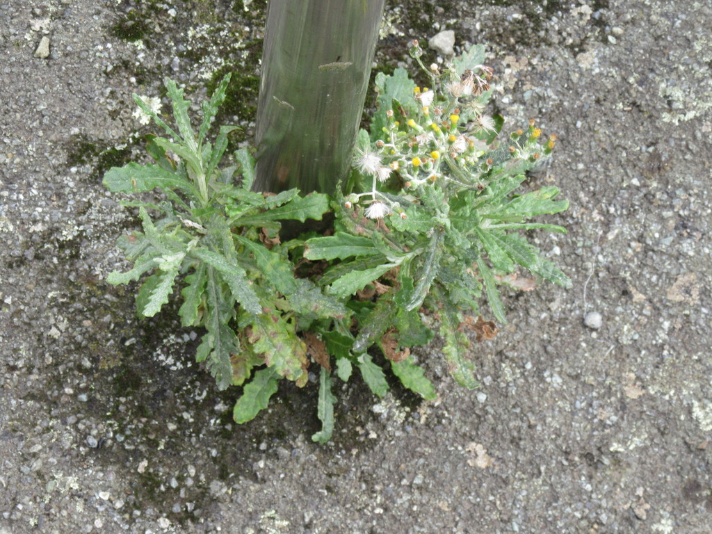 Cutleaf burnweed from Invercargill, NZ-SO, NZ on April 14, 2019 at 12: ...