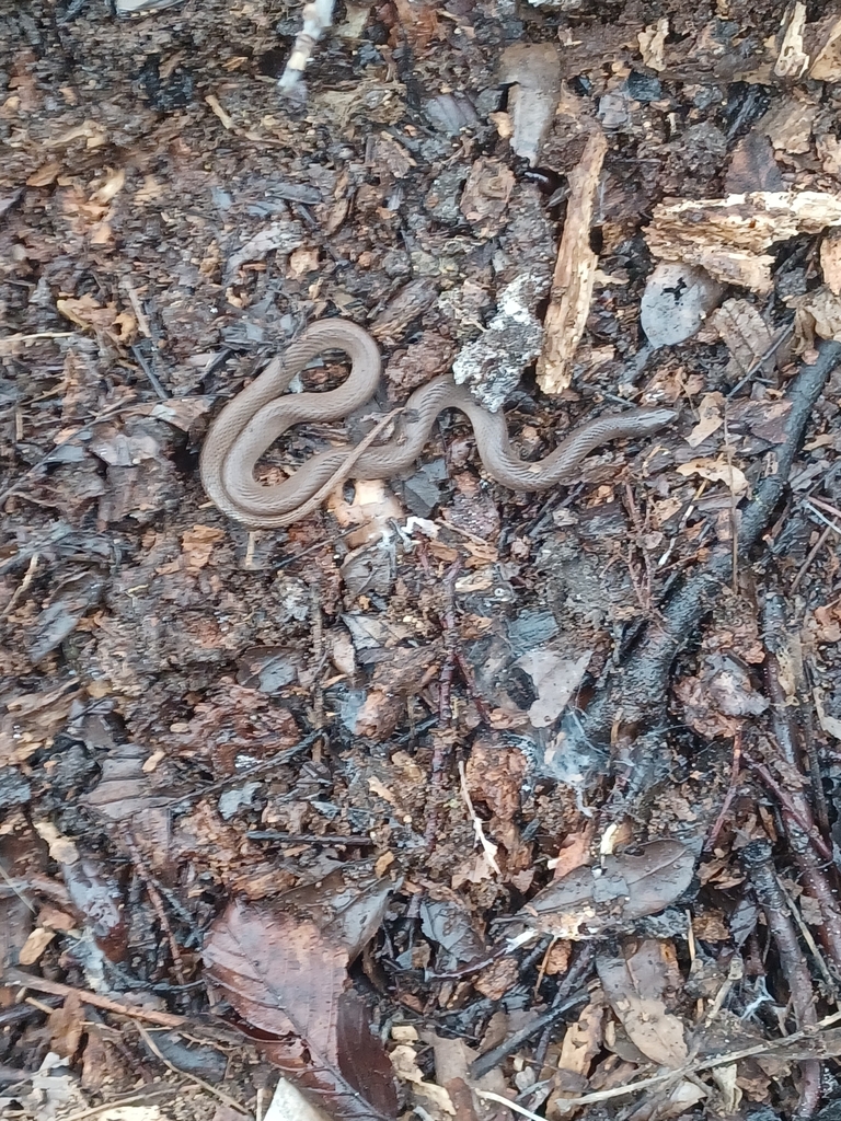 Rough Earthsnake from West Campus, Austin, TX 78705, USA on January 24, 2024 at 03:31 PM by ...