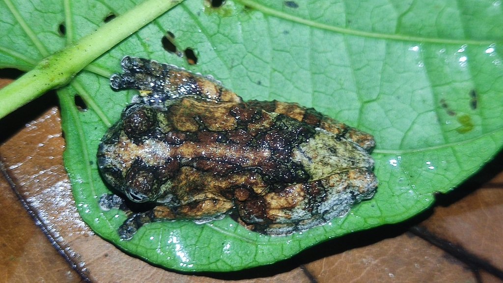 Marbled Tree Frog in January 2024 by Wildlife Tours Peru, Christoph ...