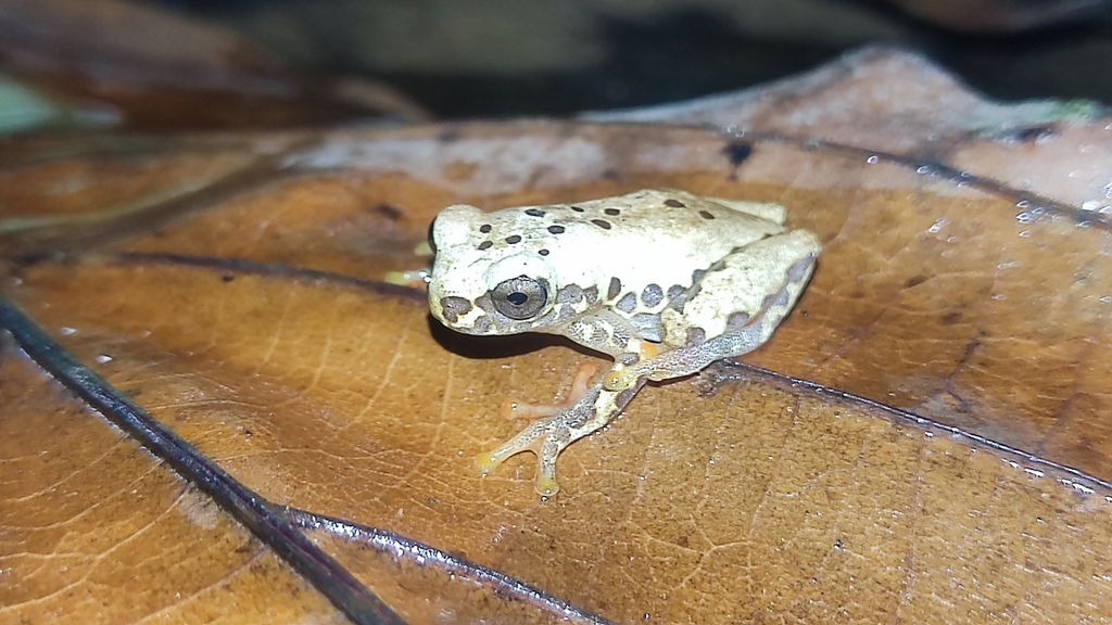 Yellow Tree Frogs in January 2024 by Wildlife Tours Peru, Christoph ...