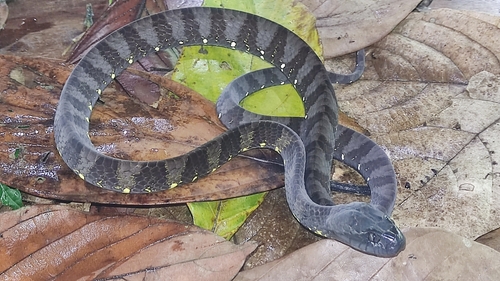 Neotropical Snail-eater (Dipsas indica) - Snakes and Lizards