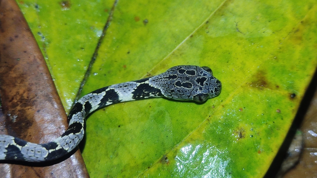 Neotropical Snail-eater in January 2024 by Wildlife Tours Peru ...