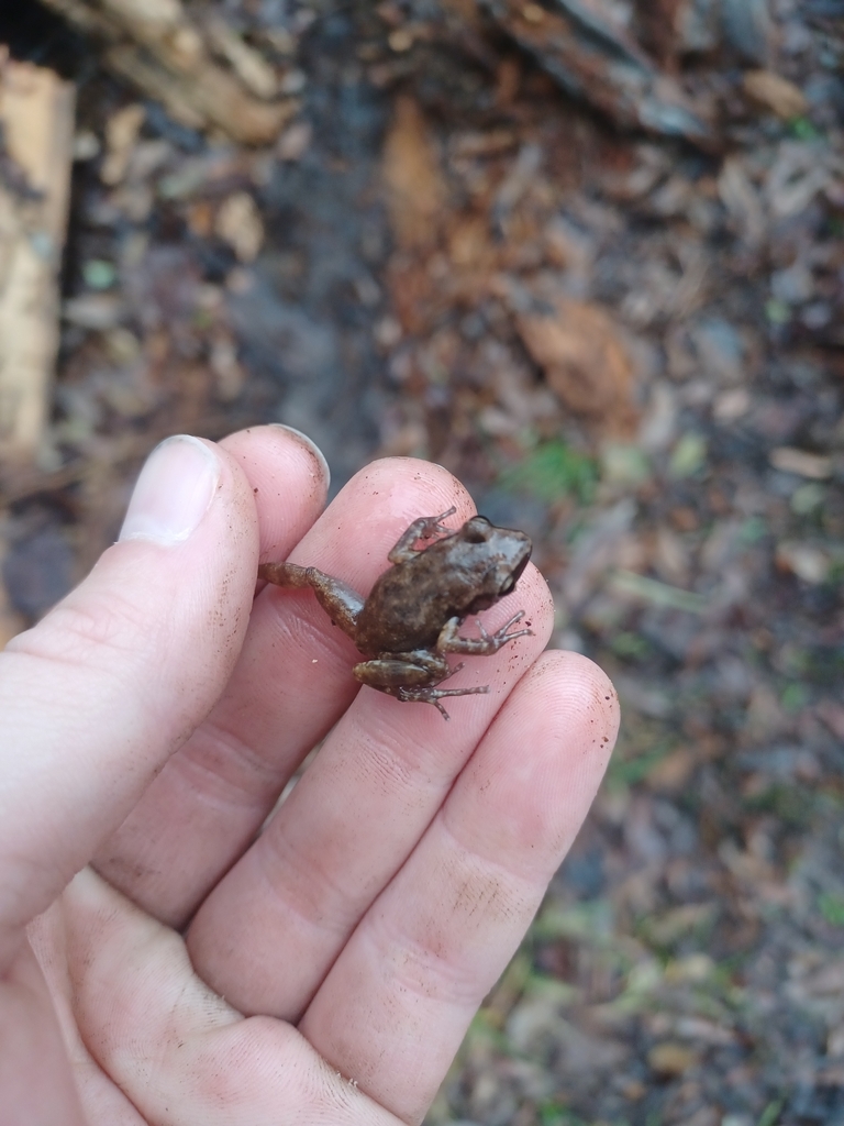 Rio Grande Chirping Frog from Central Austin, Austin, TX, USA on ...