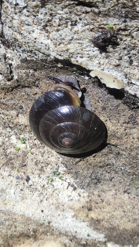 Common Land Snails and Slugs in January 2024 by Wildlife Tours Peru ...