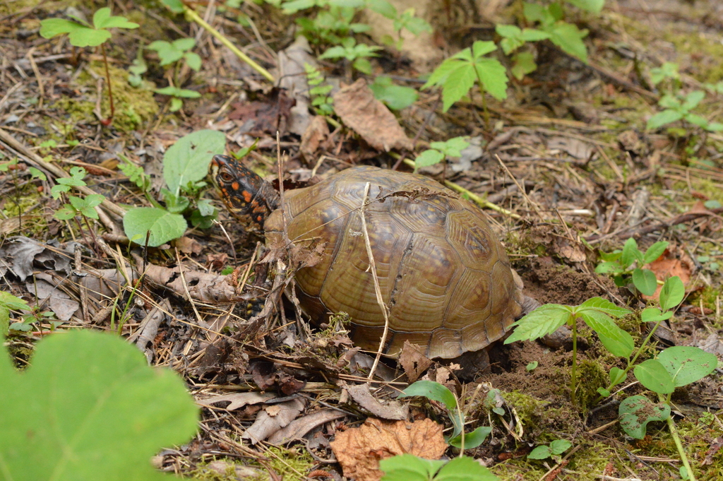 Three-toed Box Turtle in June 2014 by Joe · iNaturalist