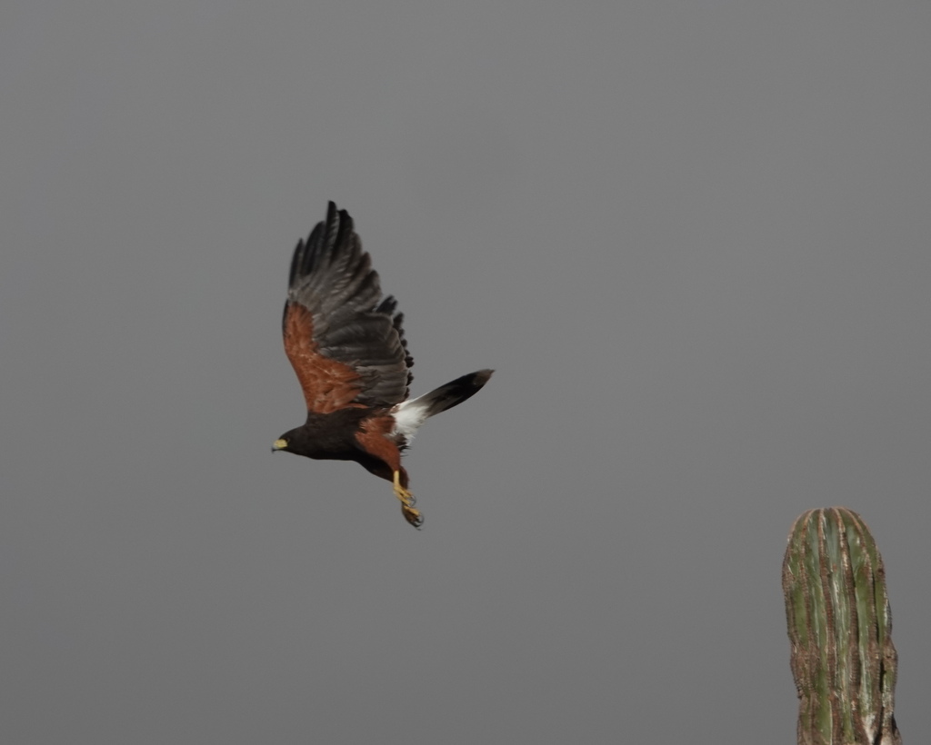 Harris's Hawk from Comondú Municipality, BCS, Mexico on January 18 ...