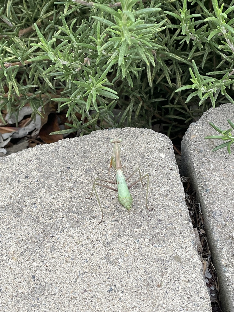 California Mantis from Menlo Ave, San Diego, CA, US on January 24, 2024 ...