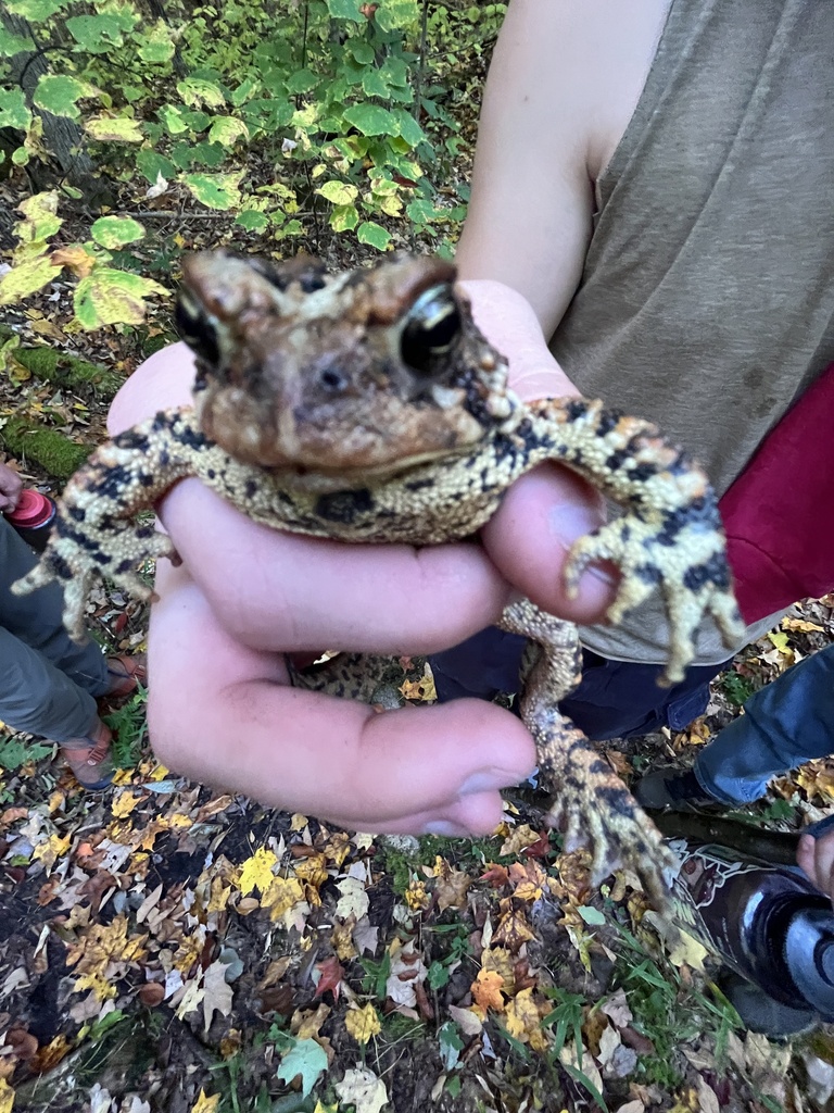 American Toad from The Adirondack Park, North River, NY, US on October ...