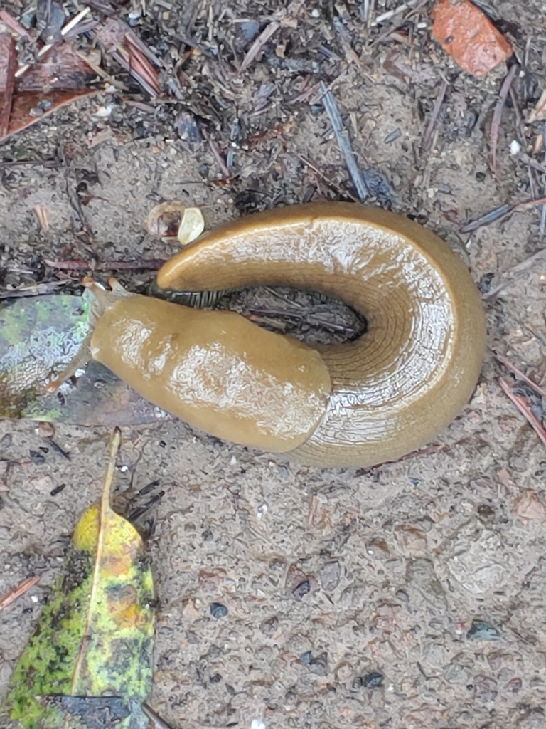 Banana Slugs from Sonoma County, US-CA, US on January 23, 2024 at 12:09 ...