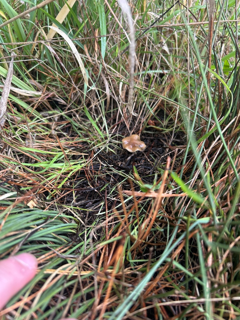 Wavy Cap in January 2024 by CR OCC · iNaturalist