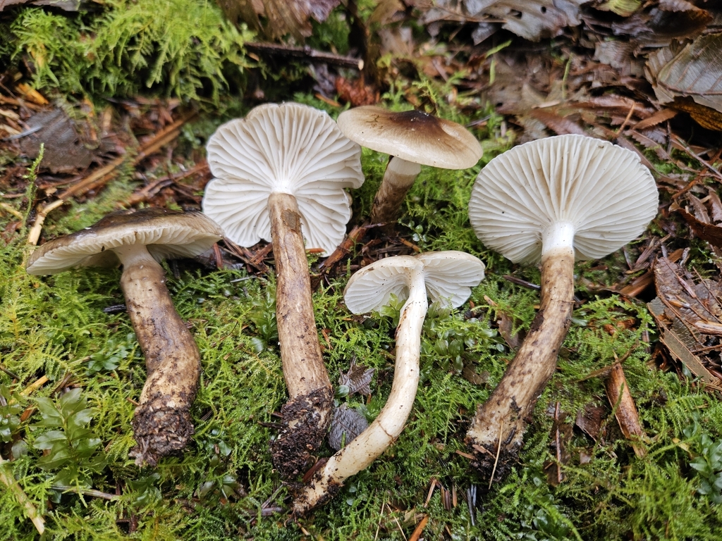 Hygrophorus whitei from Trinidad, CA 95570, USA on January 24, 2024 at ...