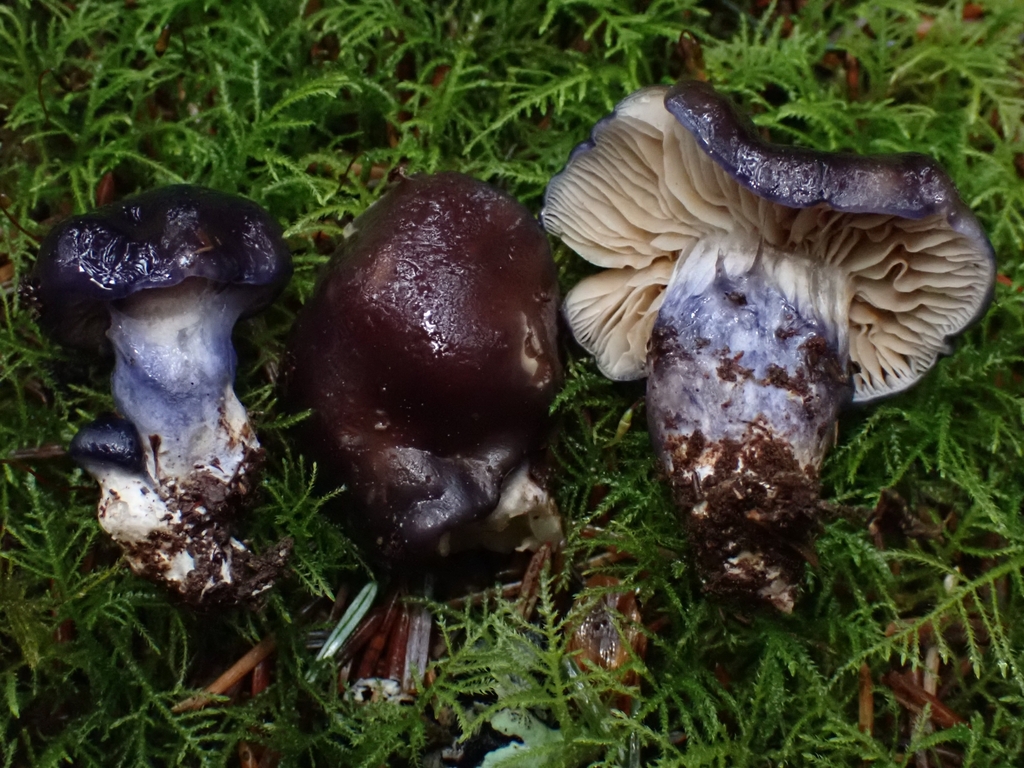 Thaxterogaster obscurovibratilis from Sue-Meg Park, California 95570 ...