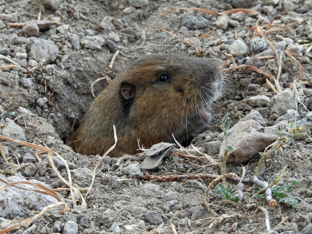 Botta's Pocket Gopher from Willcox, AZ 85643, USA on January 19, 2024 ...